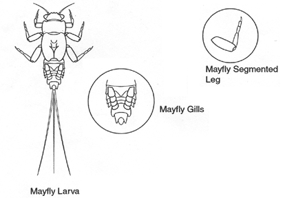 Mayfly Drawing