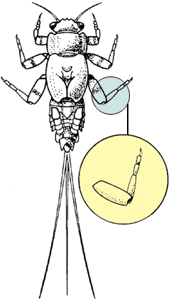 Macroinvertebrate Identification - Bridging the Watershed